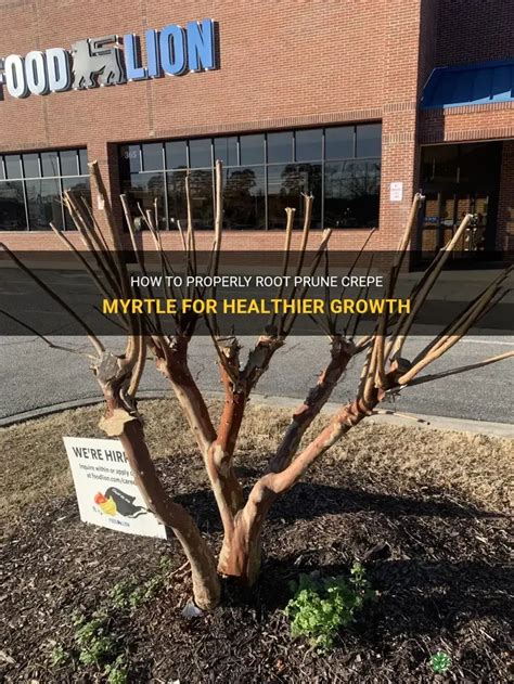 How To Properly Root Prune Crepe Myrtle For Healthier Growth Shuncy