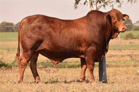 Mungalla 5396 Pp D3 Mags Droughtmasters