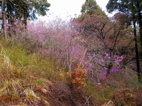 山行報告 高尾山一丁平お花見会山行 四季山岳会