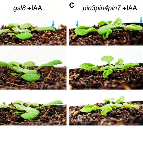 Pdf Parallel Auxin Transport Via Pins And Plasmodesmata During The