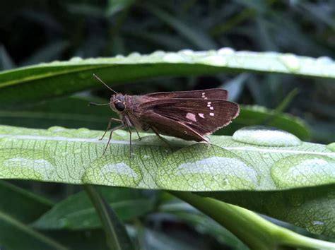Small Branded Swift Focusing On Wildlife