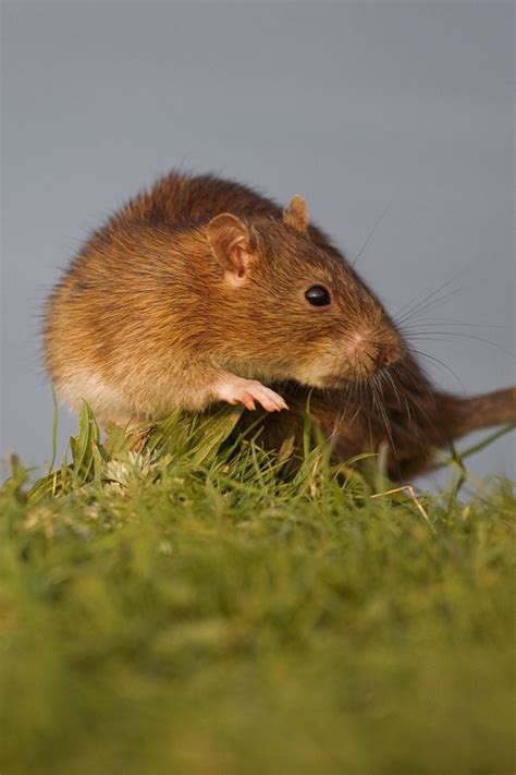 Brown Rat Mgl0029