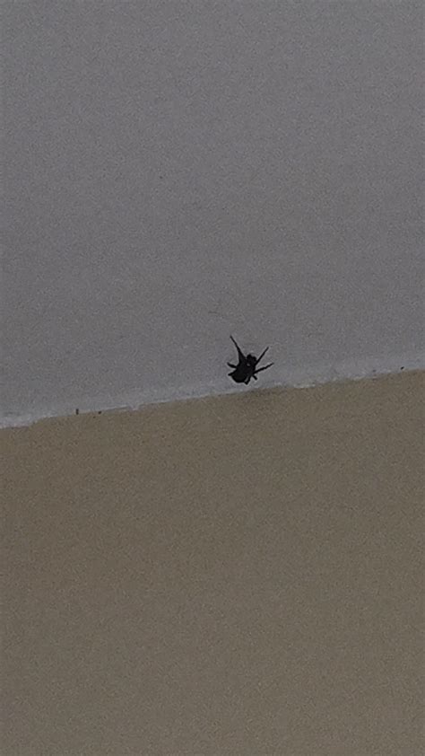 Small Black Bug Maybe A Tick R Whatsthisbug