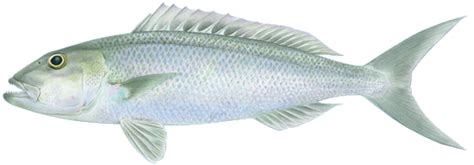 Blue Green Snapper Uku Hawaii