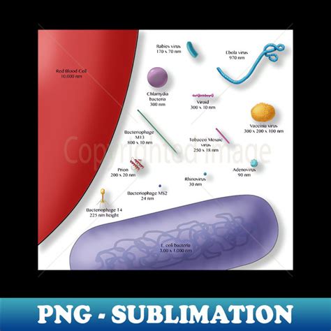 Virus Vs Bacteria Comparison Of Sizes Instant Png Sublimat Inspire