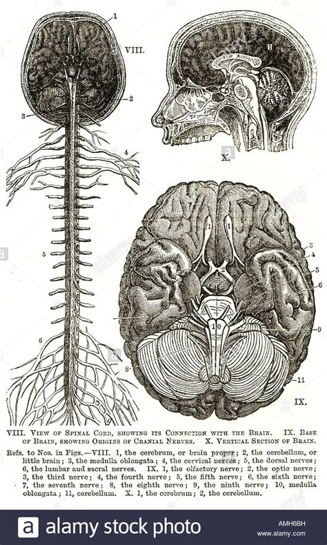Brain And Spinal Cord Drawing