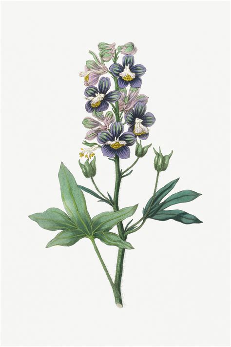 植物psd staphisagria植物复古素描素材 高清图片 摄影照片 寻图免费打包下载