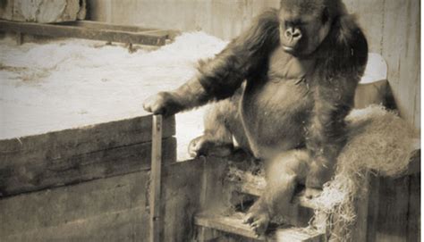 The Evolution Of Recklessness Big Think