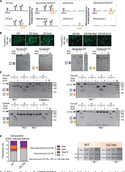 Figure 1 From A Conserved Y Shaped Rna Structure In The 3utr Of Chikungunya Virus Genome As A