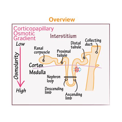 Physiology Glossary Corticopapillary Osmotic Gradient Ditki Medical