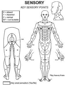 64 Nerves And Plexus Study Ideas Nerve Plexus Products Brachial