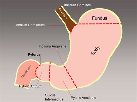 Stomach Antrum Anatomy