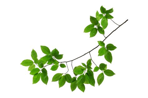 Real Tree Branch With Leaves
