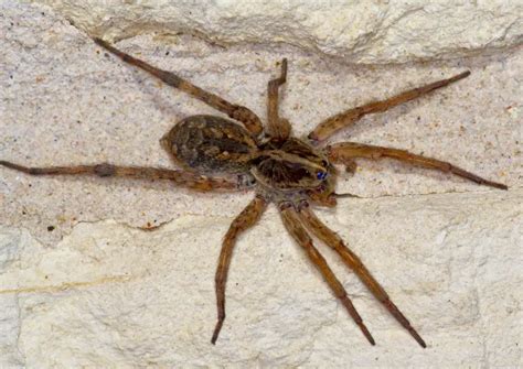 11 Types Of Wolf Spiders In California Identification And Pictures