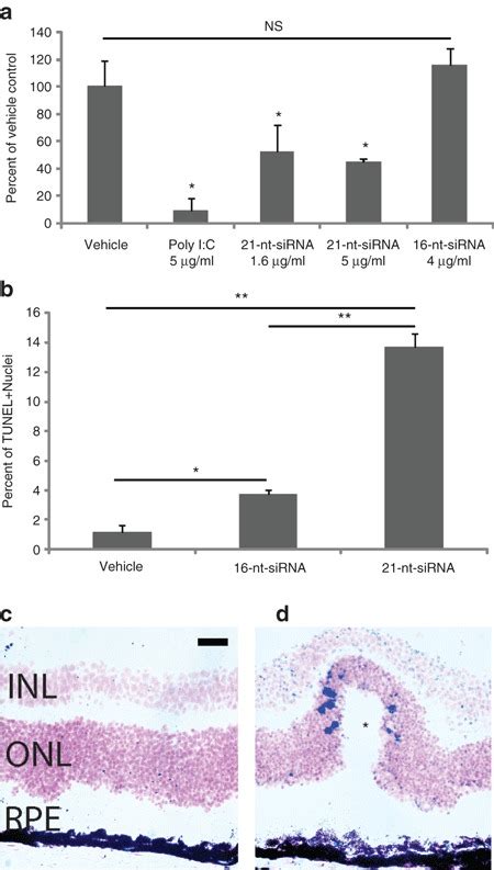 21 Nucleotide Nt Short Interfering Rna Sirna Reduces Retinal Download Scientific Diagram