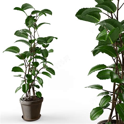 Detailed Ficus Elastica Model 3d Model