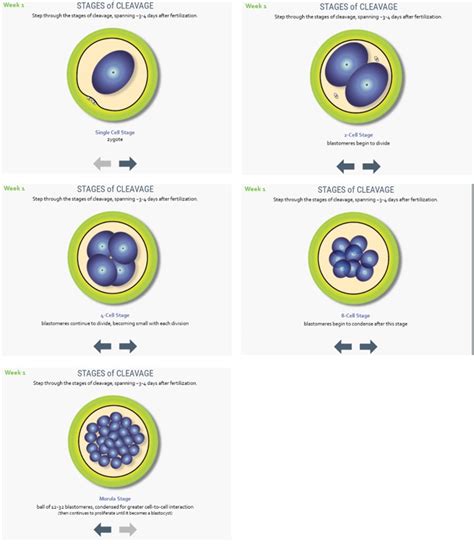 6 1 Week 1 Fertilization Medicine Libretexts