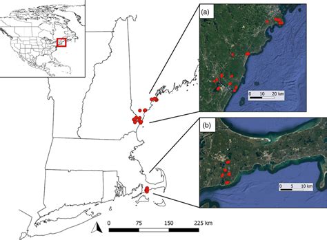 Locations Occupied By Or Managed For New England Cottontails Where Download Scientific Diagram