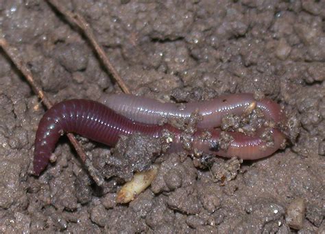 Adw Earthworm 
