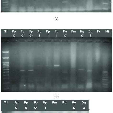 Restriction Enzyme Fragment Length Polymorphism Rflp For Mtdna