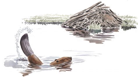 Suomalaisia Riistaeläimiä Majava