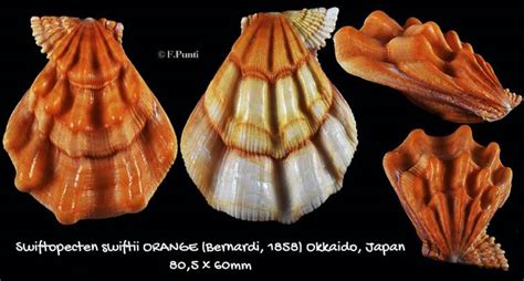 Shellauction Net Swiftopecten Swiftii 3366880