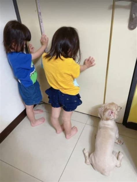 쌍둥이 자매 옆에서 같이 벌 받는 강아지 유머 움짤 이슈 에펨코리아