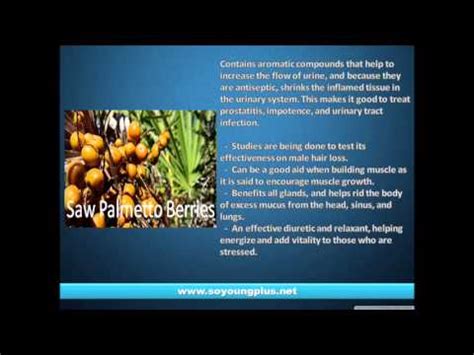 Saw Palmetto Berries Tea Benefits What Are Saw Palmetto Berries Tea