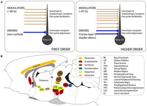 General Properties Of Thalamic Afferents A Schematic Representation