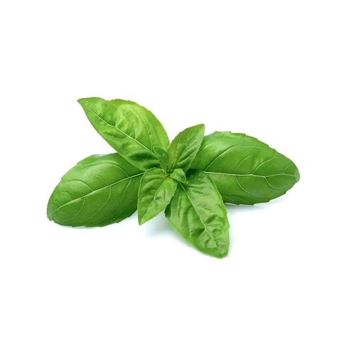 Sweet Basil Ocimum Basilicum The Growers