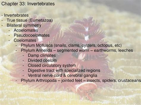 Figure 332 Review Of Animal Phylogeny Ppt Download