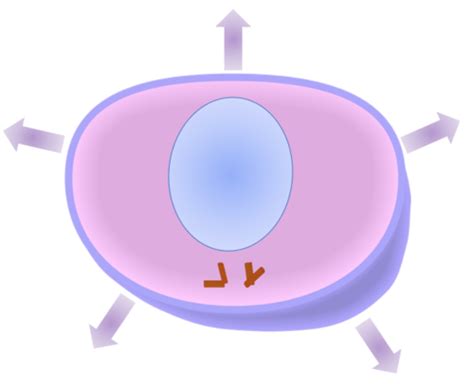 Cell Cycle Flashcards Quizlet