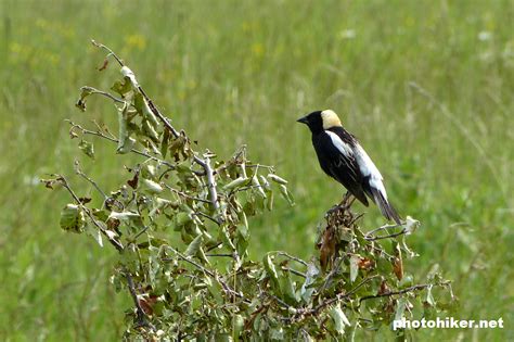 Bobolink Bobolink