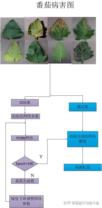 基于并行网络的农业病害识别，（以番茄叶为例，python代码，pytorch框架，平均识别准确率在95 以上，以代码项目为基础写了一篇毕业设计