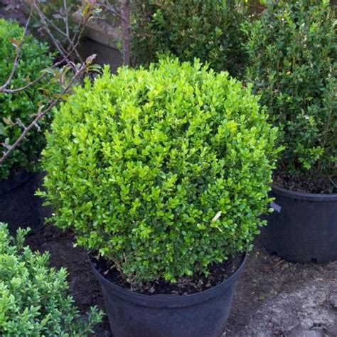 Boj 40cm Jardín La Palma