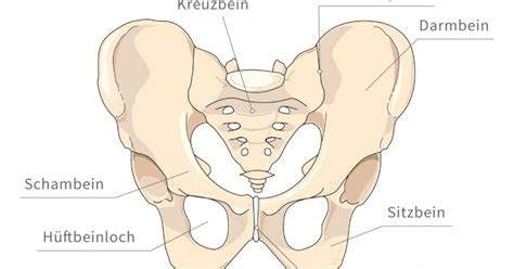 Hoffi Sport Fractura Ossis Sacri