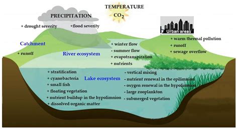 Eutrophication Process Maine Issues Update On Unusual Phytoplankton
