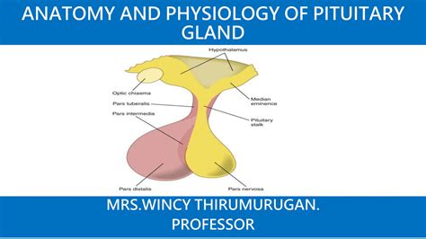 Pituitary Glandlobesfunctionsabnormalities And Normal Rangespptx