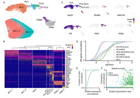 Characterization Of Cerebellar Inhibitory Interneurons With Snrna Seq
