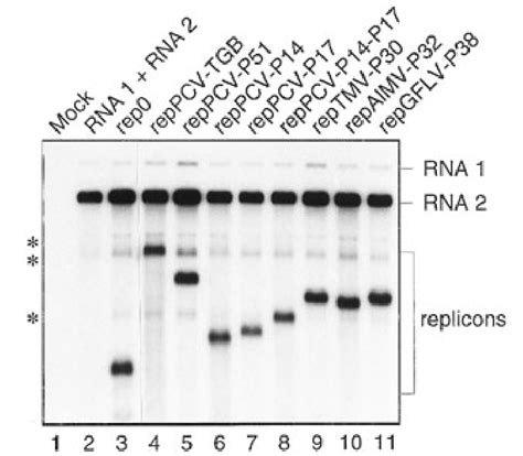 Amplification Of Replicons Encoding Different Movement Proteins Mps Download Scientific