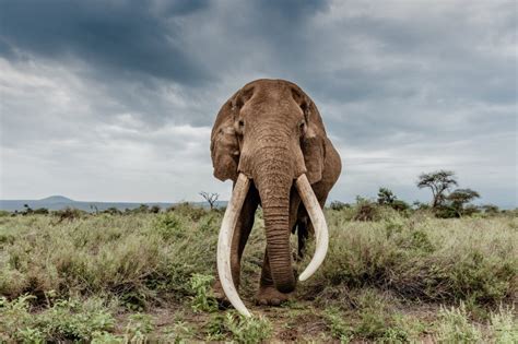 Interesting Facts About Elephant Nose At Dean Rice Blog