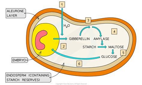 Effects Of Plant Hormones Edexcel International A Level Ial Biology