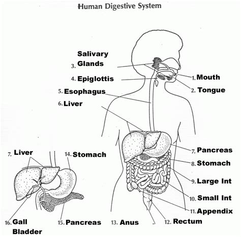 Printable Digestive System Coloring Page