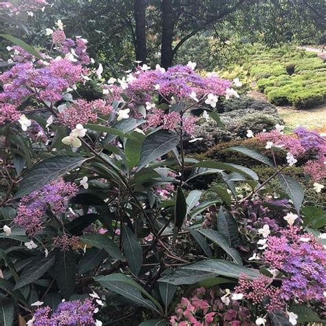Hydrangea Aspera Villosa