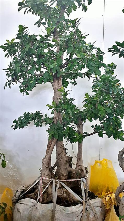 Florato საოფისე მცენარეები ფიკუსის ჯუჯა ხეები პალმები Facebook