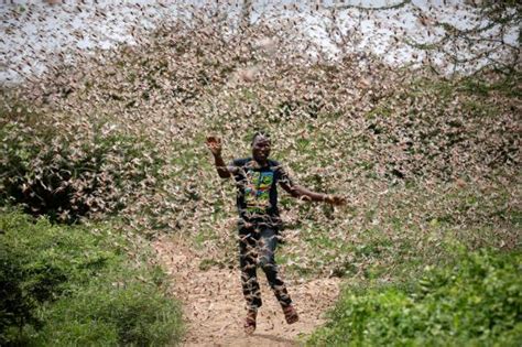 Global Rumblings Africas Worst Locust Plague In Decades