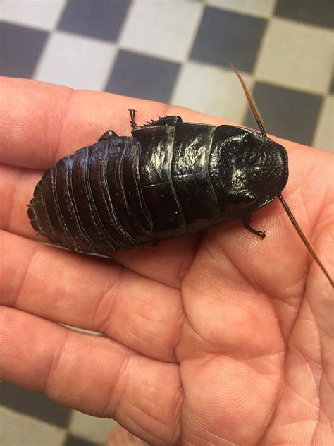 Buy Honeybees100 Wide Horn Madacar Hissing Cockroach Pair