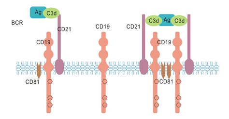 Cd19 The Most Popular Target With Car T Cell Therapy Cusabio