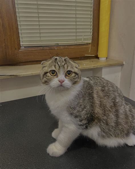 ვეტერინარული სამედიცინო ცენტრი ვეტ მედი Veterinary Medical Center Vet Med