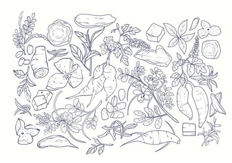 葛根决明子陈皮药材手绘线稿图图片ai矢量模版下载 花瓣网